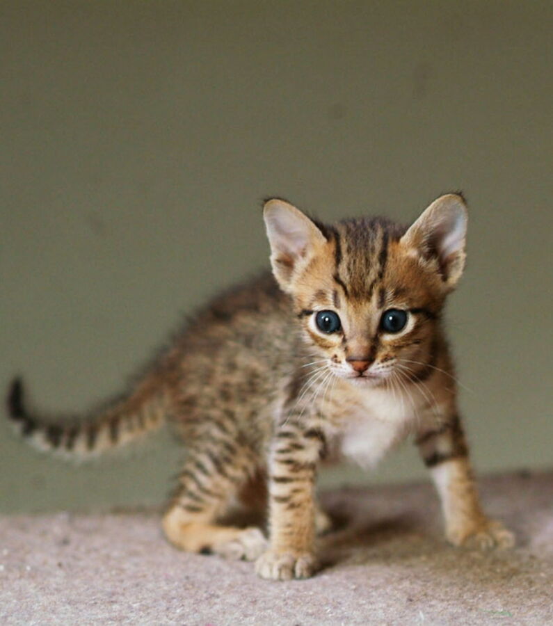 These Are Officially The 15 Most Adorable Breeds Of Kitten In The World