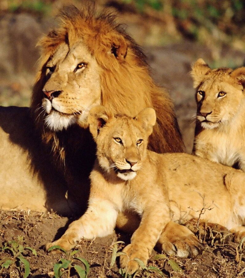 Photos : This is why lions are considered the king of the jungle