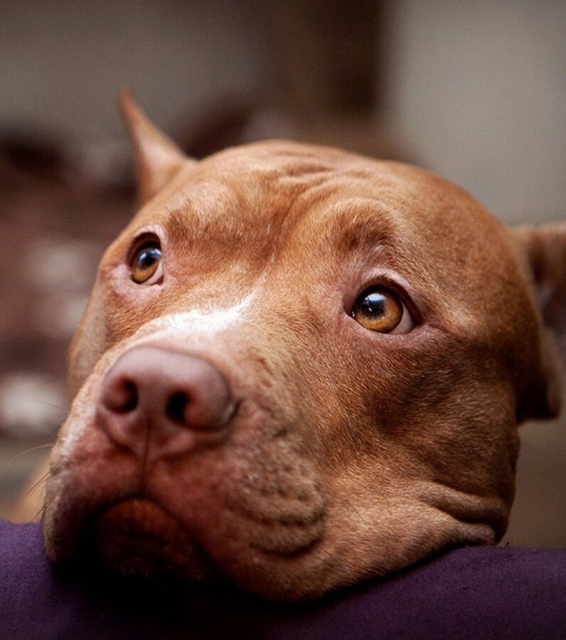 Photos : Everything You Need to Know About Pitbulls