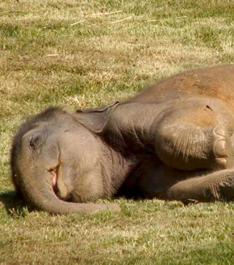 Photos : These animals waking up are the cutest things ever!