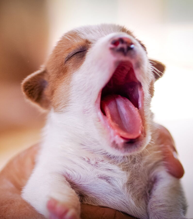 Photos : These animals waking up are the cutest things ever!