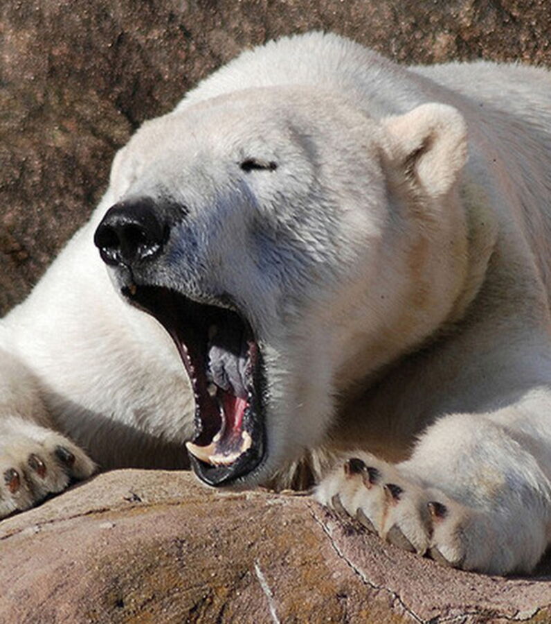 These animals waking up are the cutest things ever!