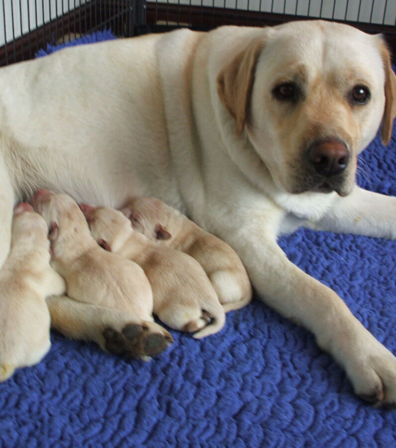 Labrador : origine, caractère et éducation du chien
