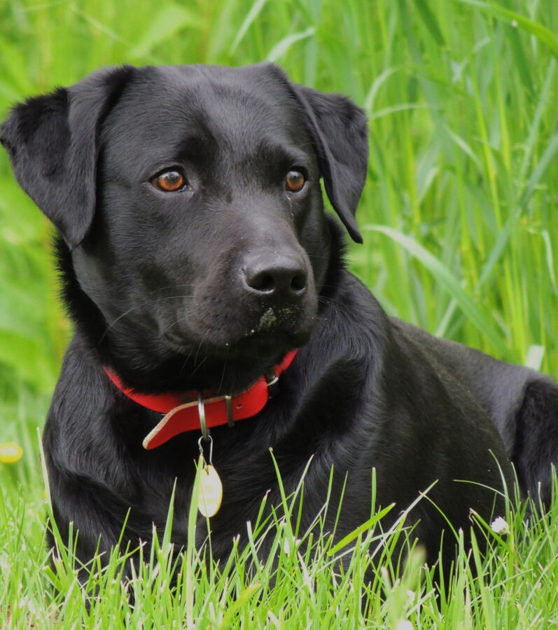 Labrador : origine, caractère et éducation du chien