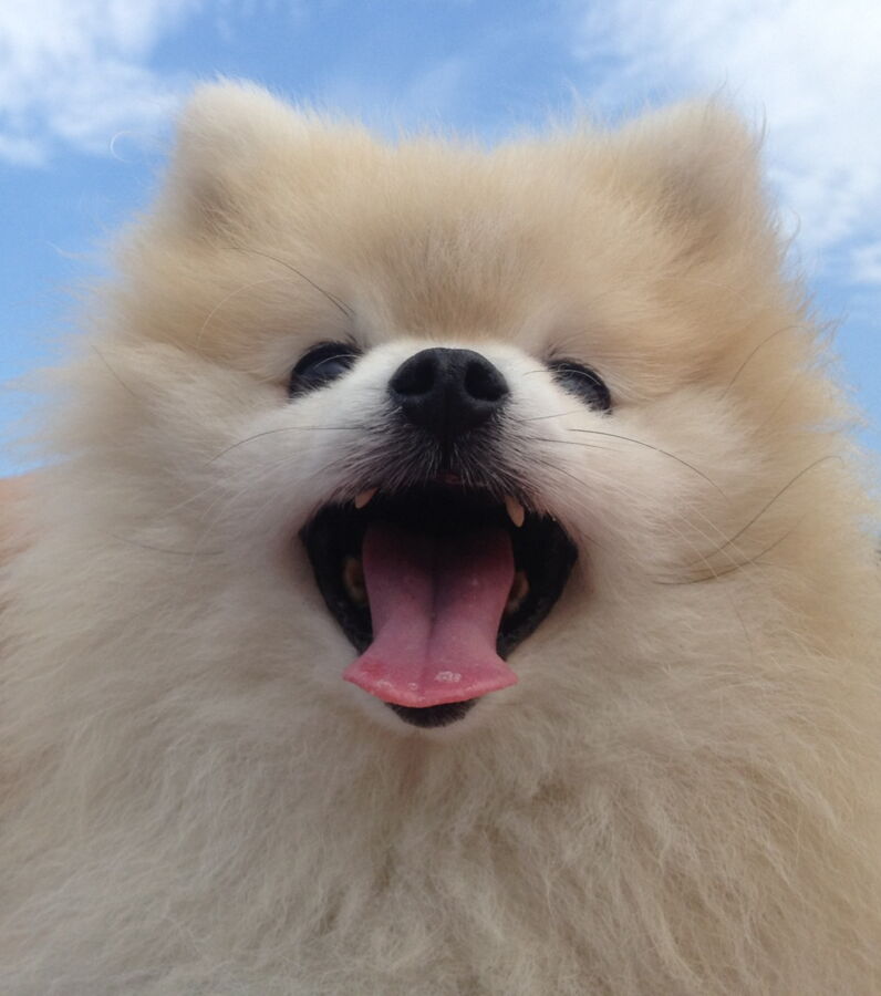 Photos : Spitz nain : tout savoir sur cette race de chien