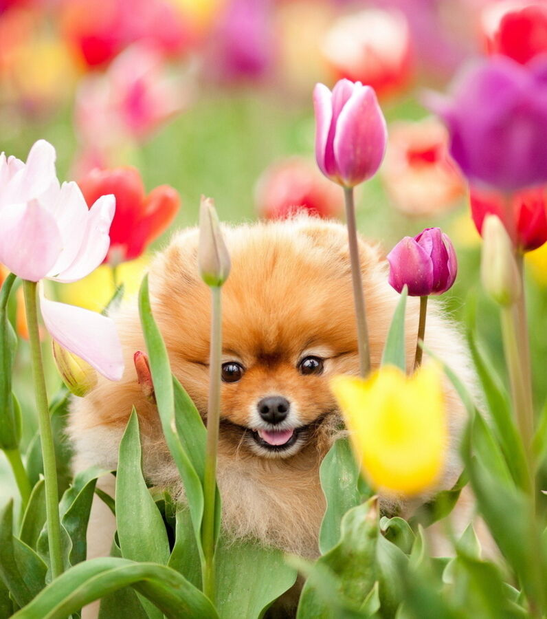 Photos : Spitz nain : tout savoir sur cette race de chien