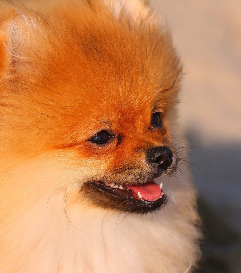 Photos : Spitz nain : tout savoir sur cette race de chien