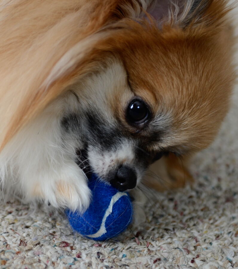 Photos : Spitz nain : tout savoir sur cette race de chien