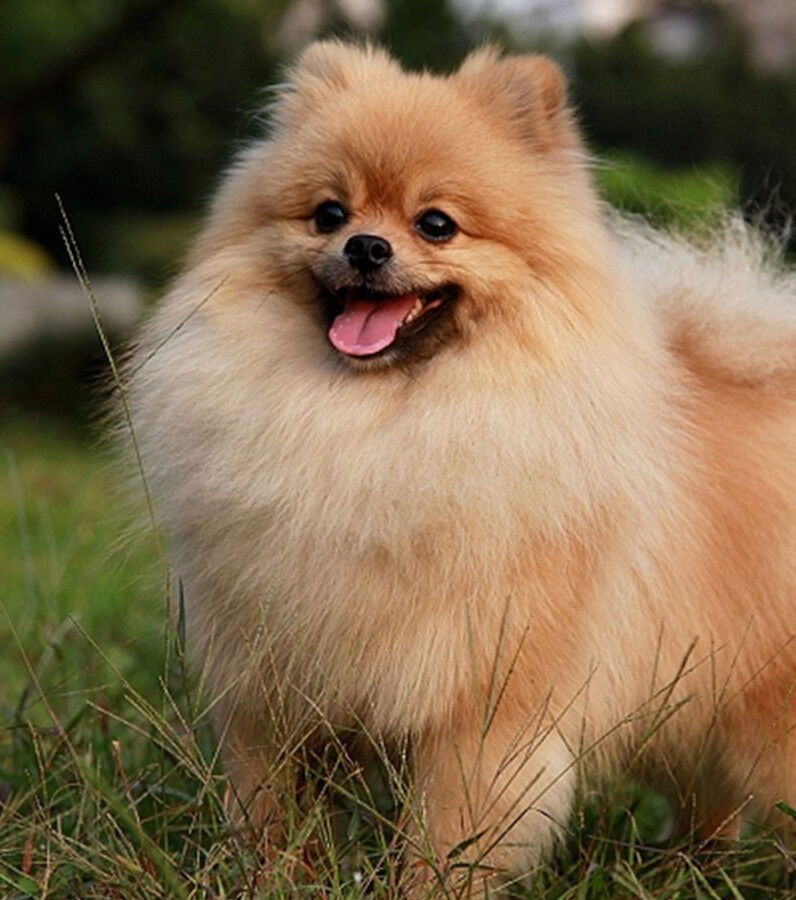 Spitz nain : tout savoir sur cette race de chien