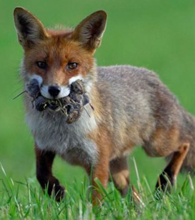 Photos : Renard : caractère, alimentation et reproduction d'un animal ...