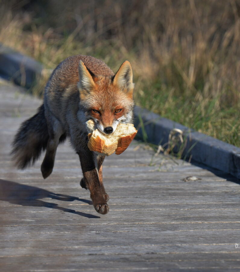 Photos : Renard : caractère, alimentation et reproduction d'un animal ...
