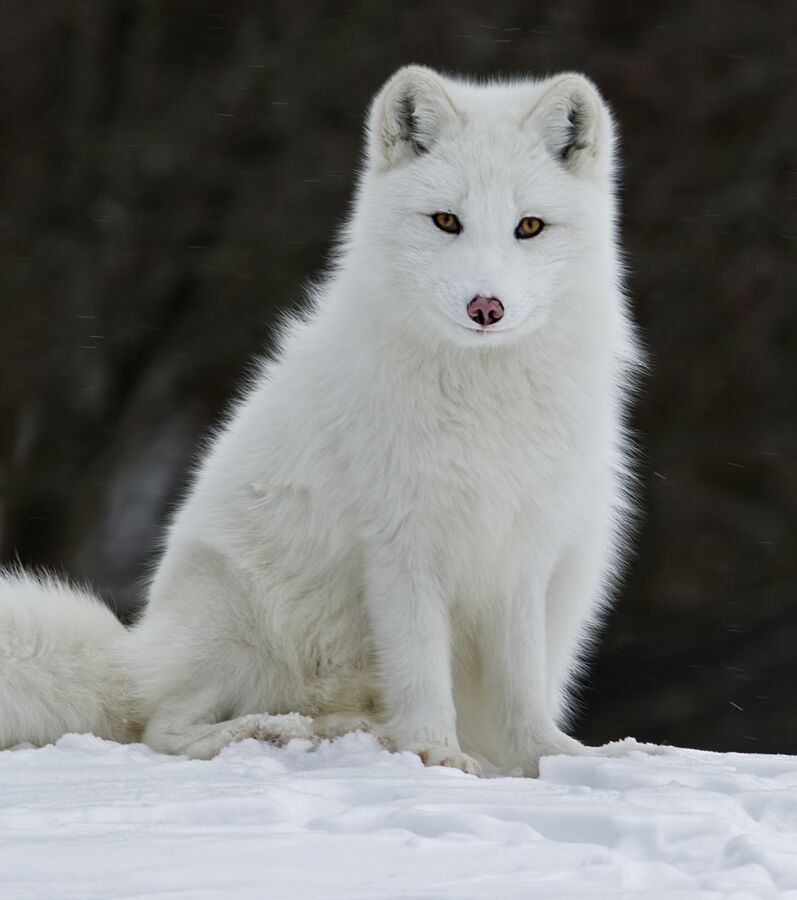Photos : Renard : caractère, alimentation et reproduction d'un animal ...