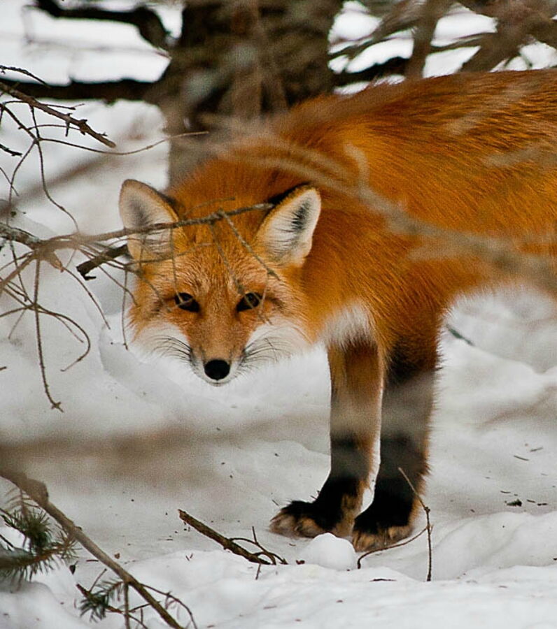 Renard : caractère, alimentation et reproduction d'un animal sauvage