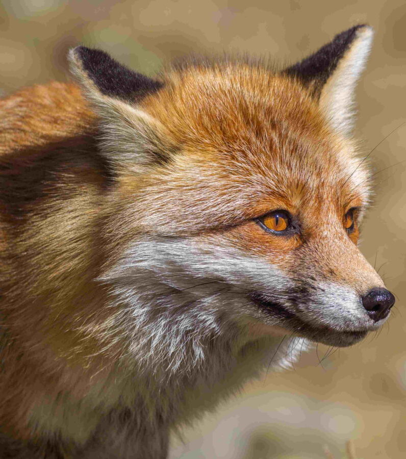 Renard : caractère, alimentation et reproduction d'un animal sauvage