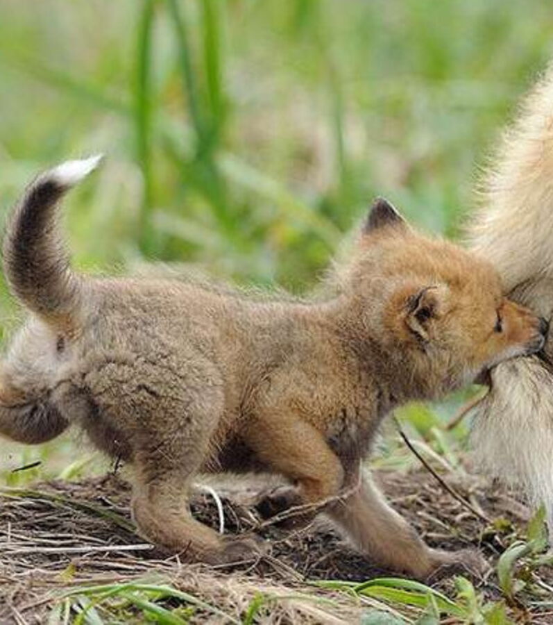 Photos : Renard : caractère, alimentation et reproduction d'un animal ...