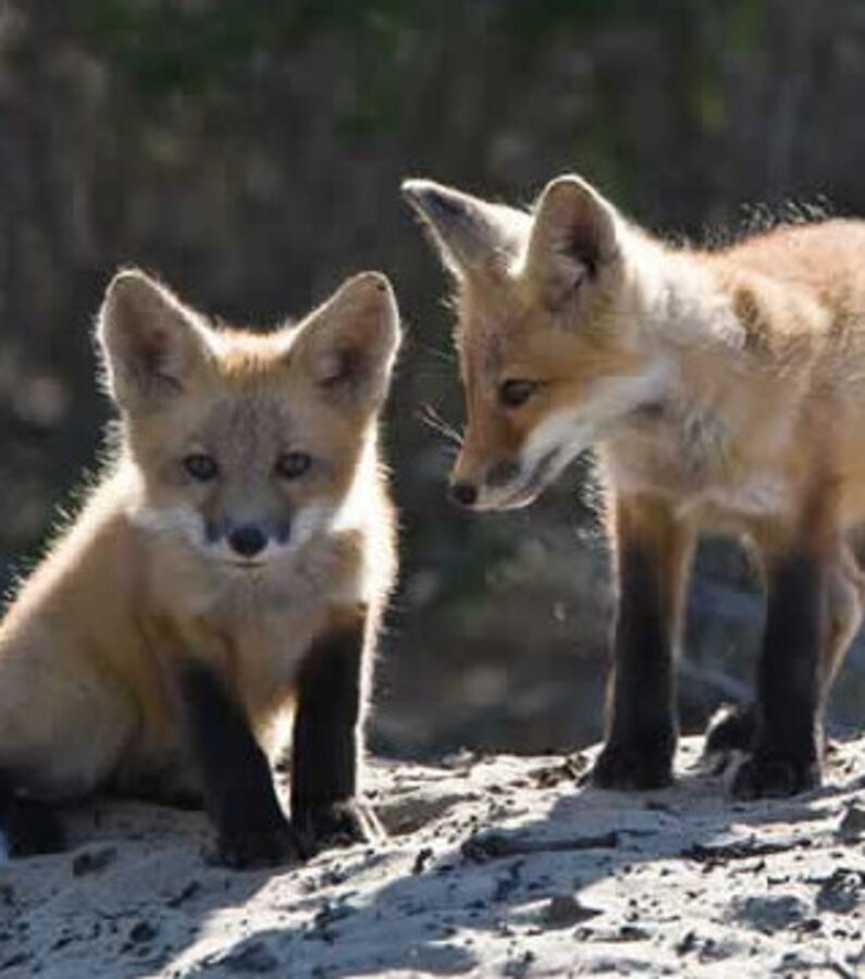 Renard : caractère, alimentation et reproduction d'un animal sauvage
