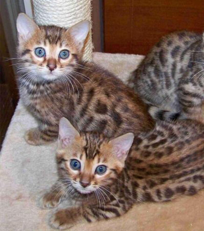 Photos : 10 petits chaton Bengal qui vont vous faire fondre sur place