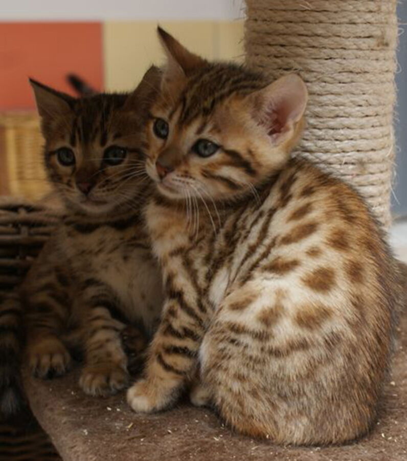 Photos : 10 petits chaton Bengal qui vont vous faire fondre sur place