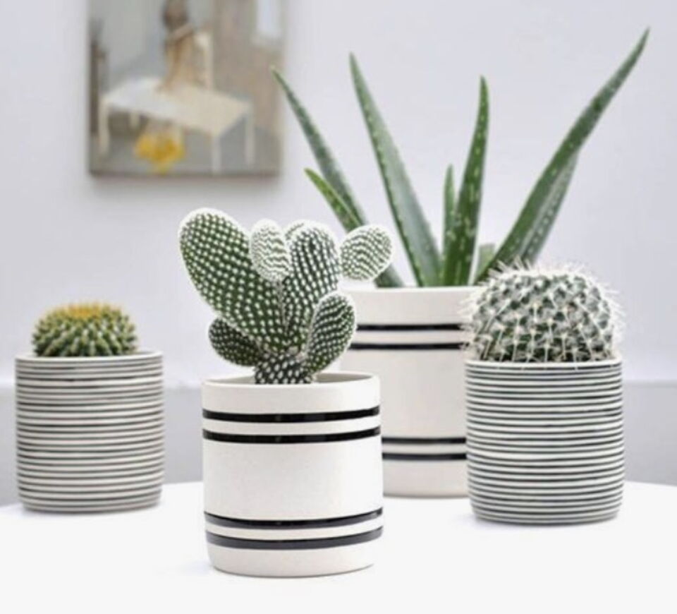 Comment adopter les cactus dans son intérieur