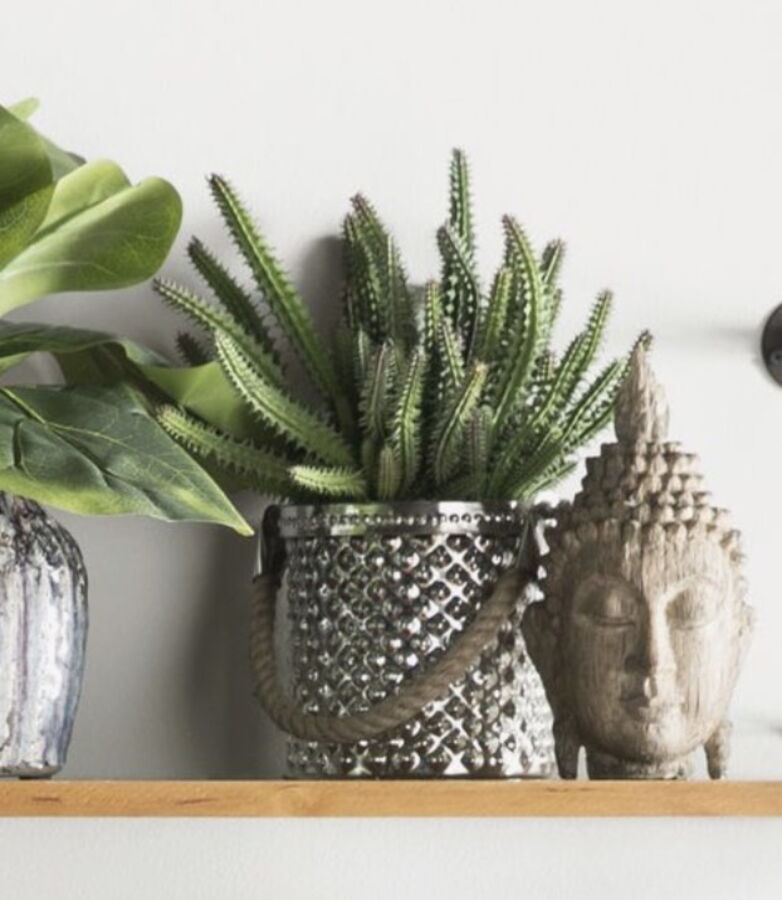 Comment adopter les cactus dans son intérieur