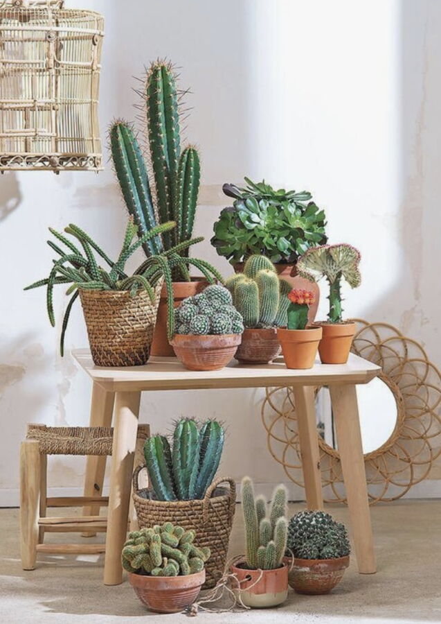 Comment adopter les cactus dans son intérieur