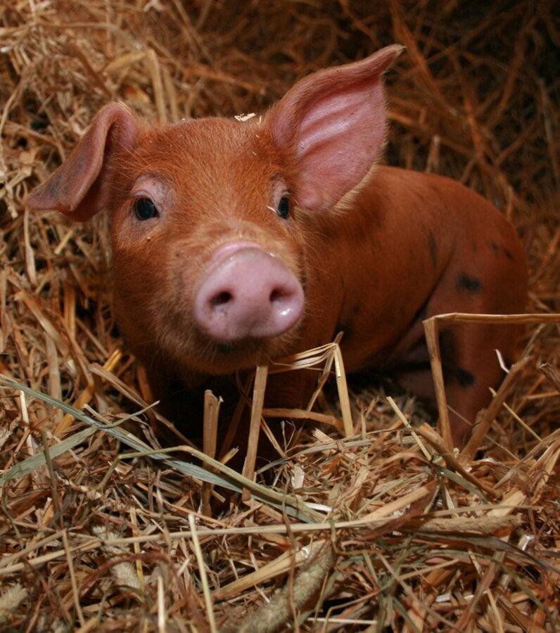 Cochon : les photos les plus mignonnes d'un drôle d'animal