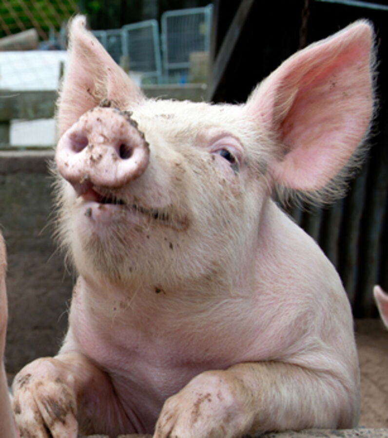Cochon : les photos les plus mignonnes d'un drôle d'animal