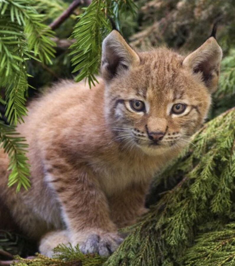 Photos : Top 10 des plus adorables des bébés lynx