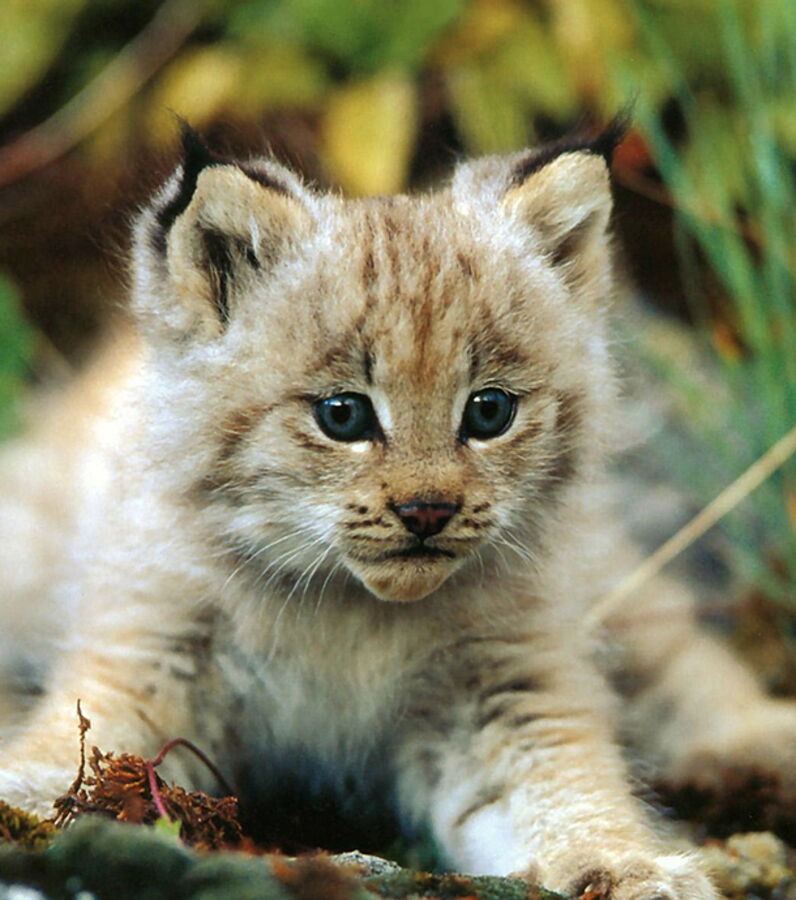 Top 10 des plus adorables des bébés lynx