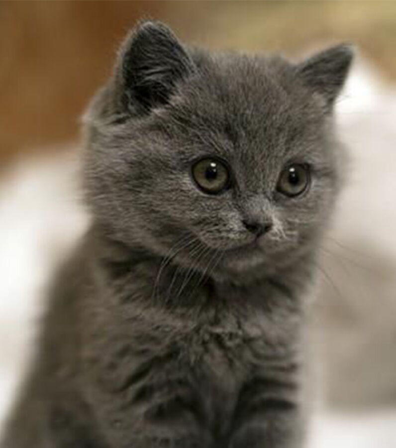 Top 10 des plus mignons des chatons chartreux