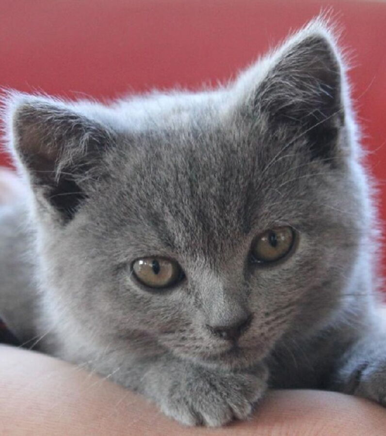 Top 10 des plus mignons des chatons chartreux