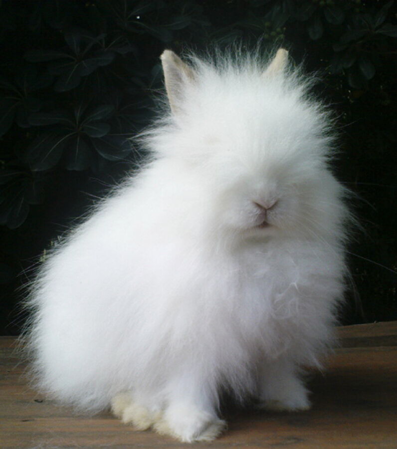 Photos : Top 10 de lapins angoras trop mignons