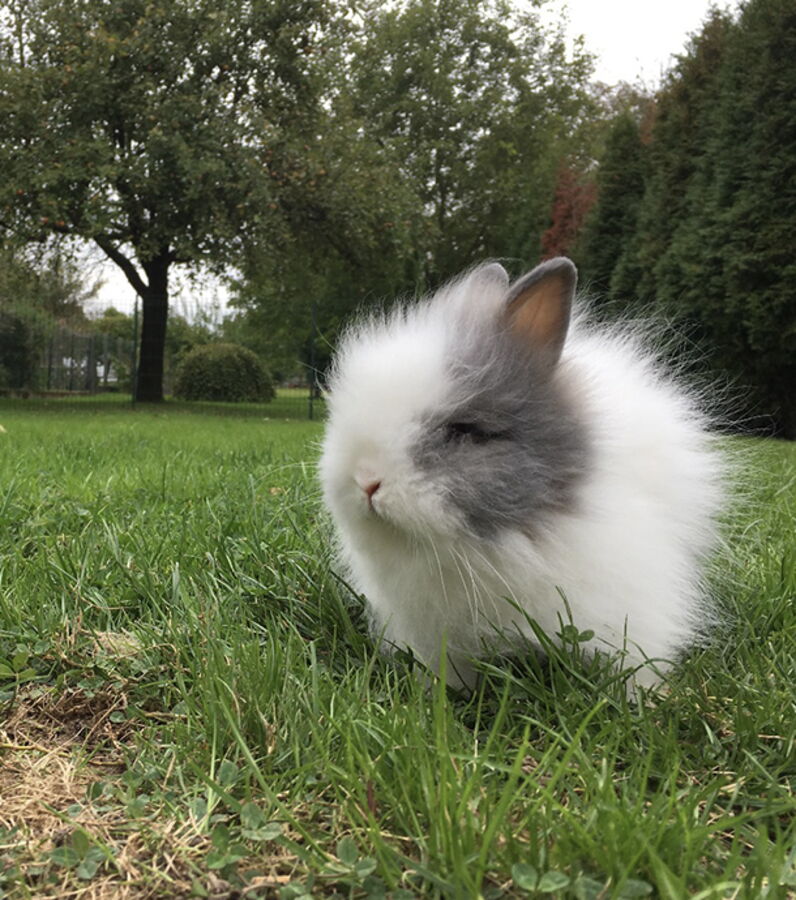 Photos : Top 10 de lapins angoras trop mignons