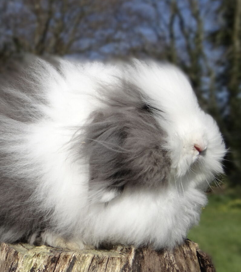 Top 10 de lapins angoras trop mignons