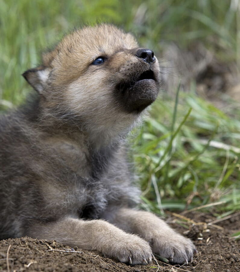 Photos : Top 10 de louveteaux pour vous faire craquer