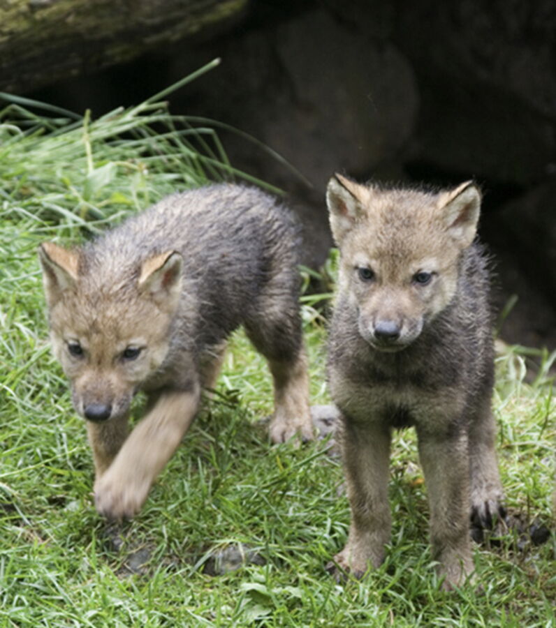 Photos : Top 10 de louveteaux pour vous faire craquer