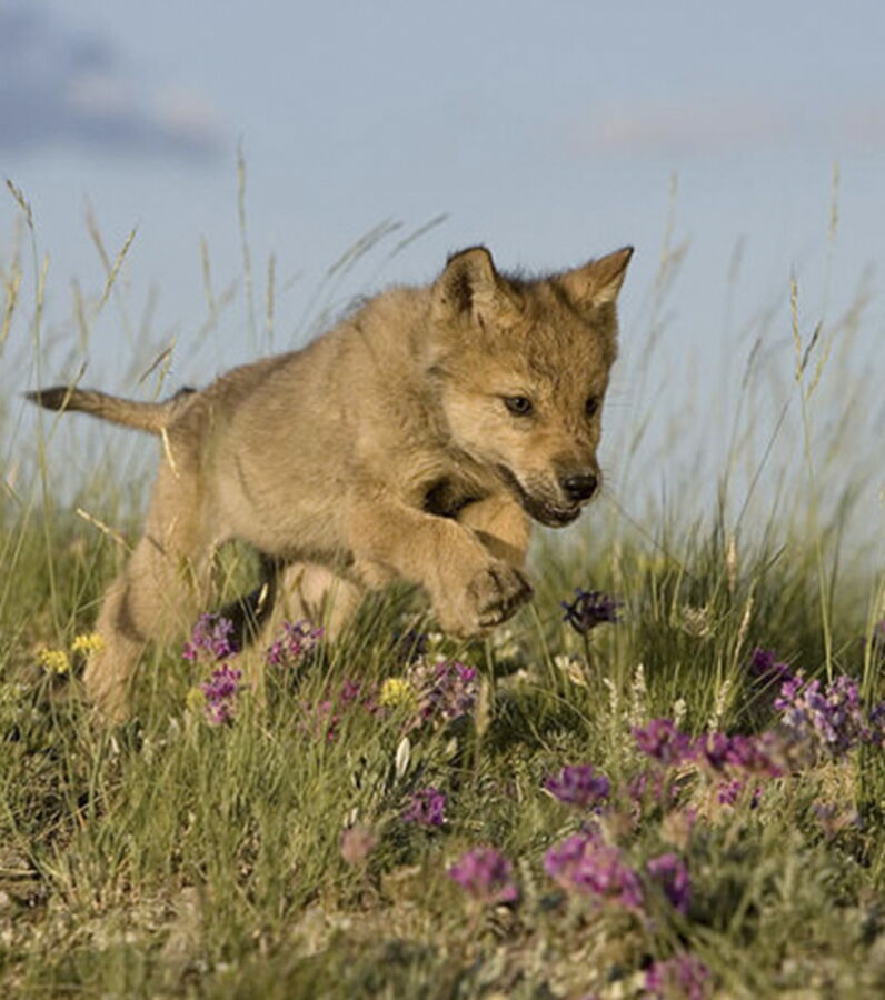 Photos : Top 10 de louveteaux pour vous faire craquer