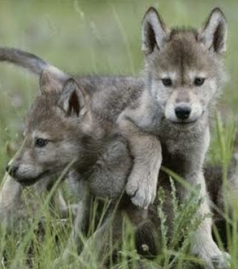 Photos : Top 10 de louveteaux pour vous faire craquer