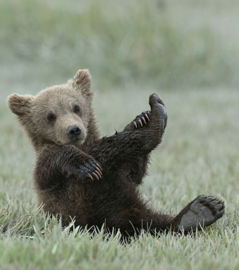 Top 10 d’oursons auxquels vous ne pourrez pas résister