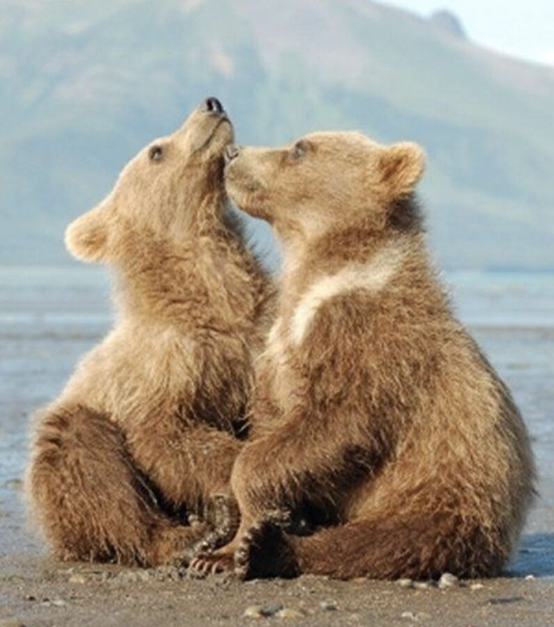 Photos : Top 10 d’oursons auxquels vous ne pourrez pas résister