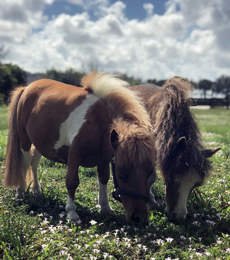 Photos : Aux États-Unis, une ferme spécialisée dans les chevaux nains