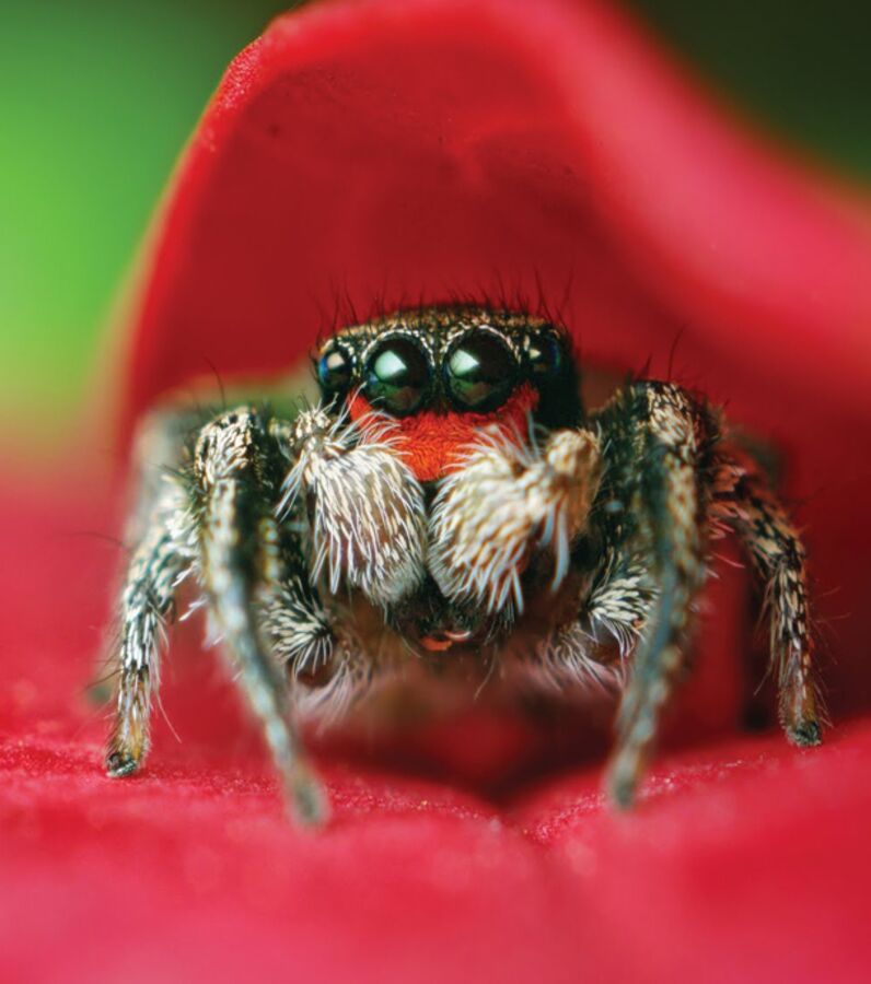 Quelles sont les araignées les plus dangereuses de France Quelles sont les araignées les plus dangereuses de France