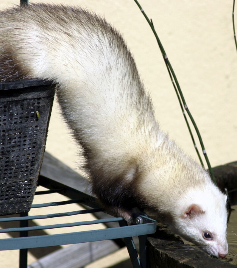 Photos : Adopter un furet domestique : les avantages et inconvénients