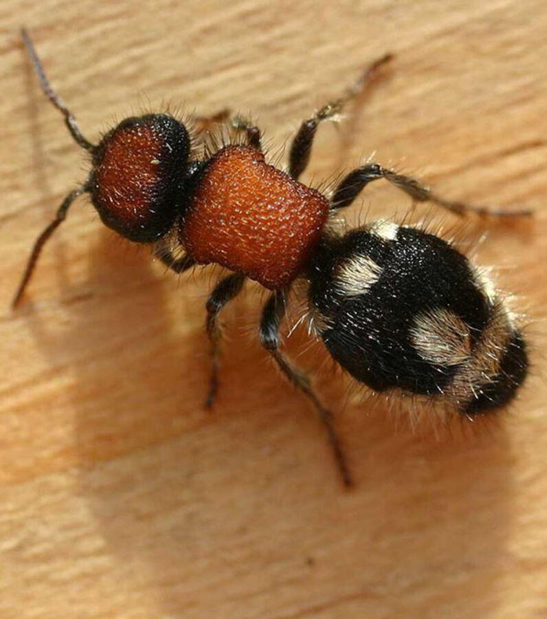 Photos : Connaissez-vous cette fourmi-panda qui est en fait… une guêpe