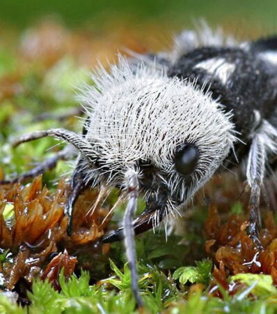 Connaissez-vous cette fourmi-panda qui est en fait… une guêpe