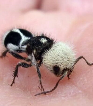 Connaissez-vous cette fourmi-panda qui est en fait… une guêpe