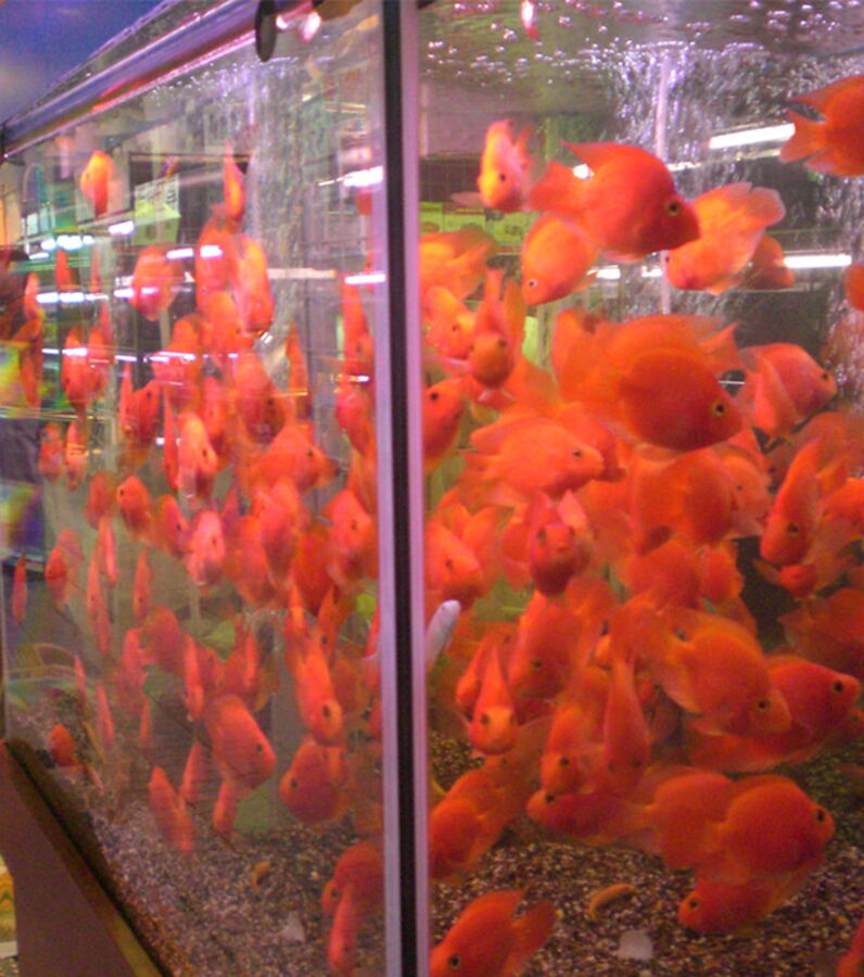 Photos : Une mémoire de poisson rouge… vraiment