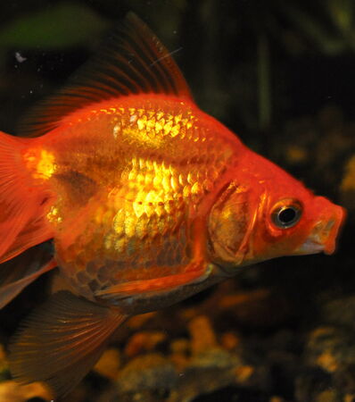 Une mémoire de poisson rouge… vraiment