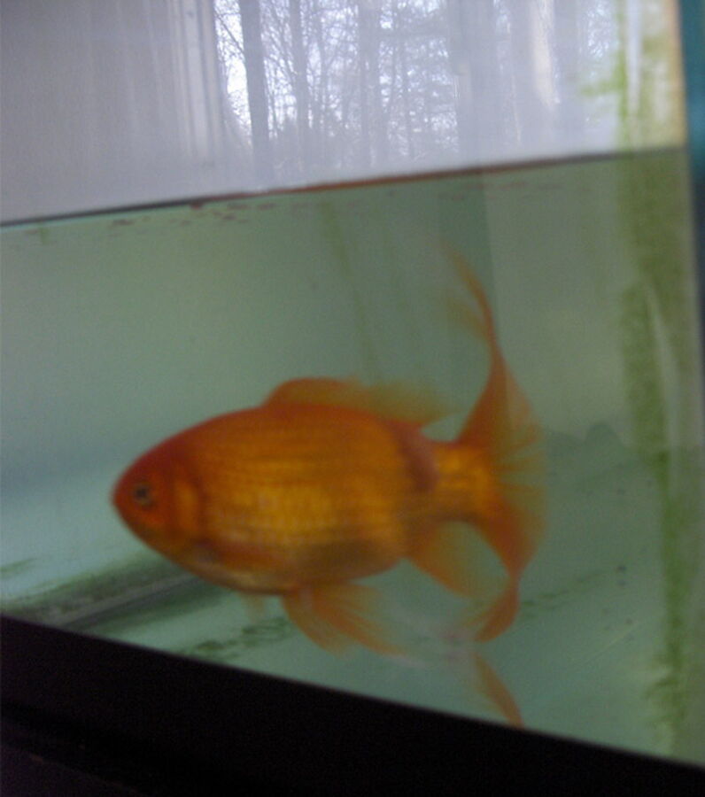 Photos : Une mémoire de poisson rouge… vraiment