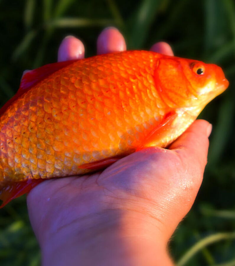 Photos : Une mémoire de poisson rouge… vraiment